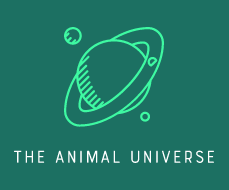 The Animal Universe